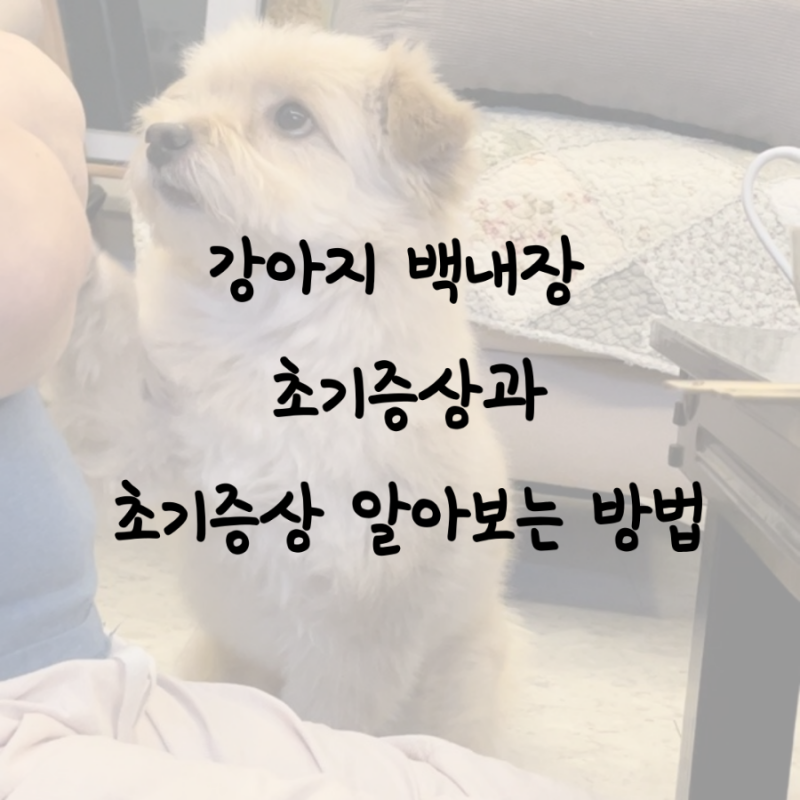 강아지 백내장 초기 증상과 확인하는 방법 네이버 블로그