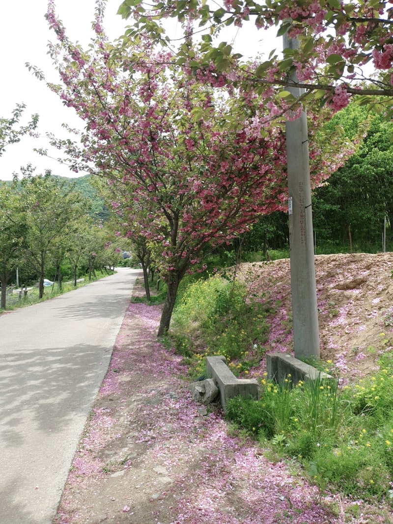 서산 문수사 겹벚꽃 개화시기는 언제 꽃말도 W 개심사 청벚꽃 네이버 블로그