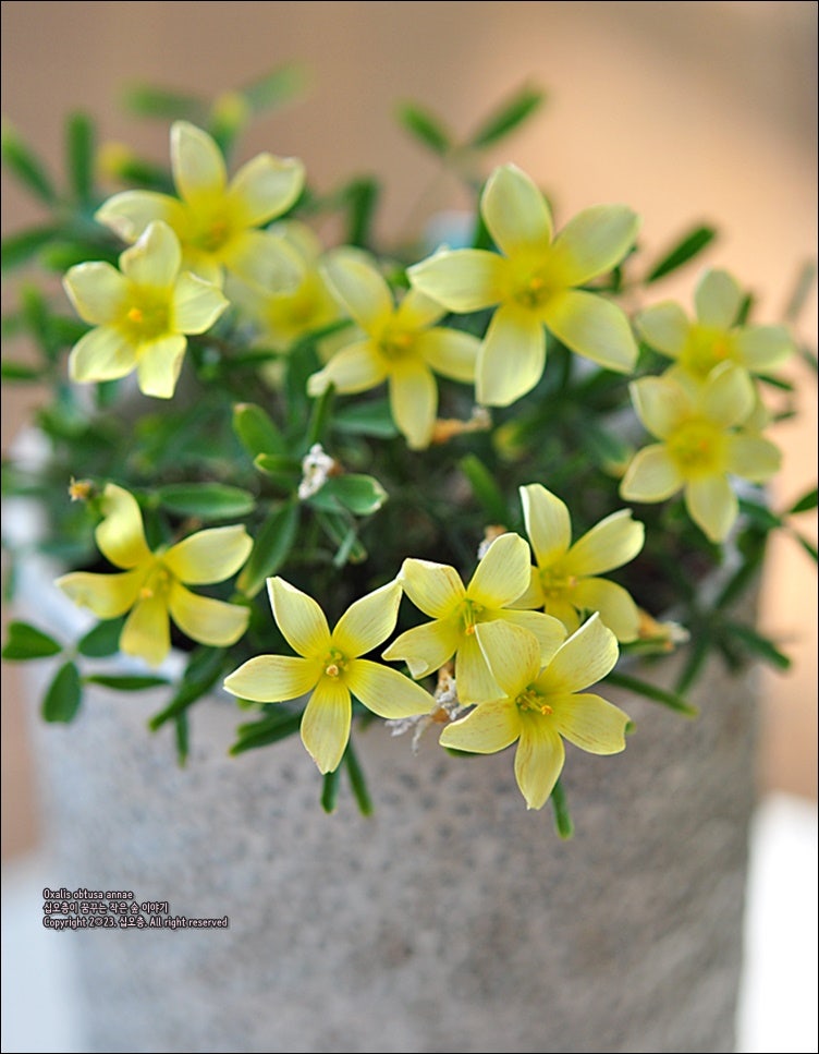 [Oxalis obtusa annae] : 네이버 블로그