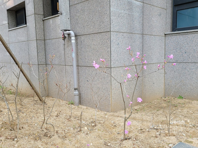 진달래 철쭉 영산홍연산홍 자산홍 꽃 차이 구분법 꽃말 네이버 블로그