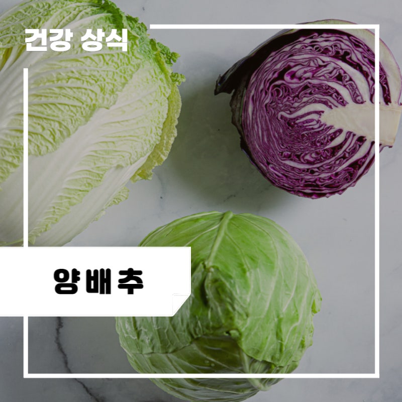 양배추 효능 5가지 및 부작용 먹는법 다이어트 이점 생양배추 Vs 삶은 양배추 양배추즙 효과 먹는방법 네이버 블로그
