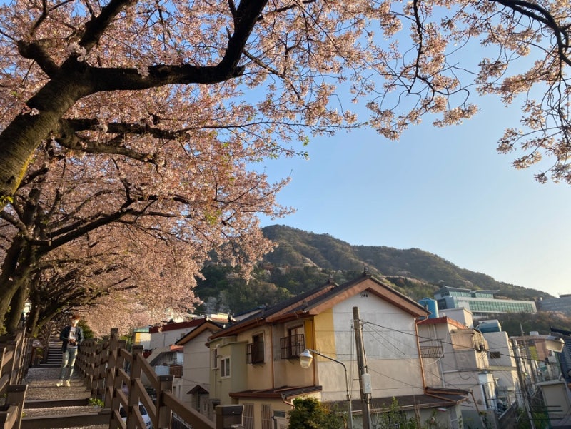 🌸 부산 벚꽃 명소 개금 벚꽃 문화길ㅣ벚꽃 인생샷ㅣ핫플레이스 🌸 네이버 블로그