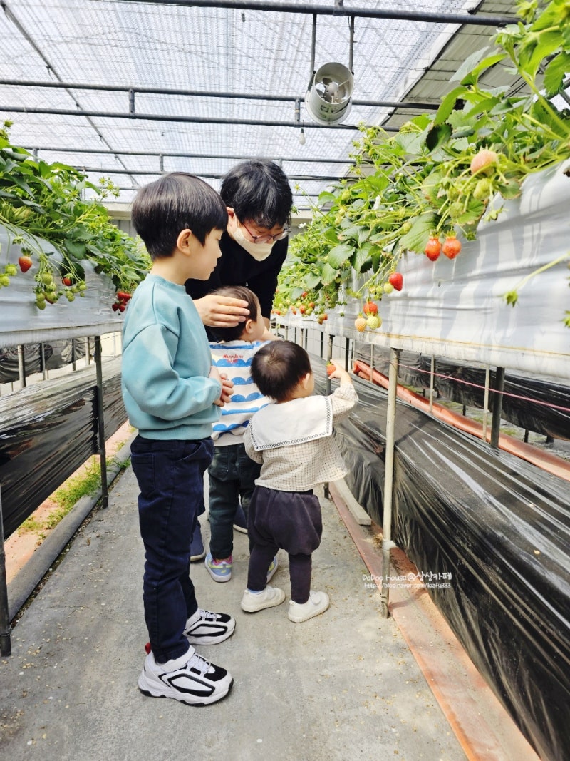 파주 일산 딸기체험 농장 햇살딸기농원 네이버 블로그