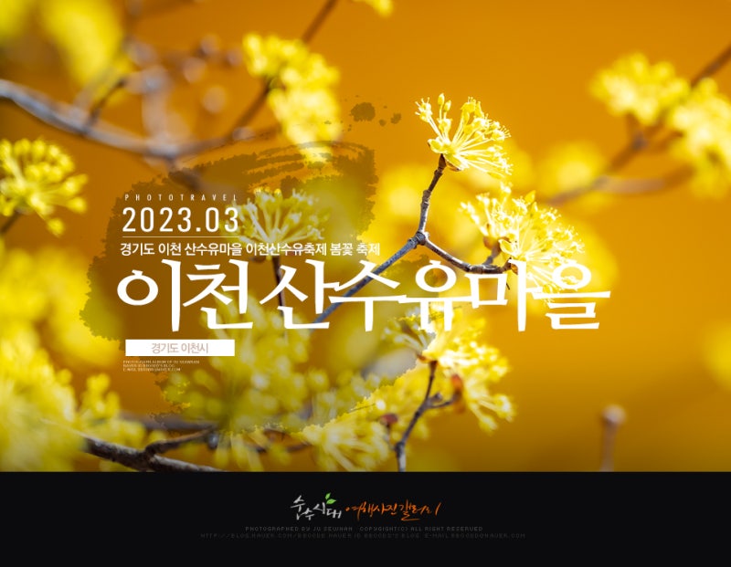 경기도 이천 산수유마을 이천 산수유축제 봄꽃축제 네이버 블로그