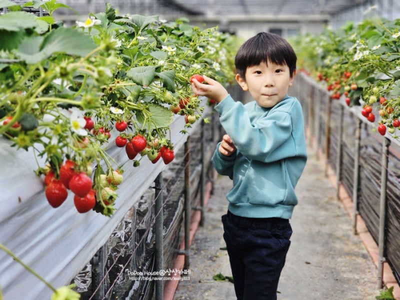 파주 일산 딸기체험 농장 햇살딸기농원 네이버 블로그