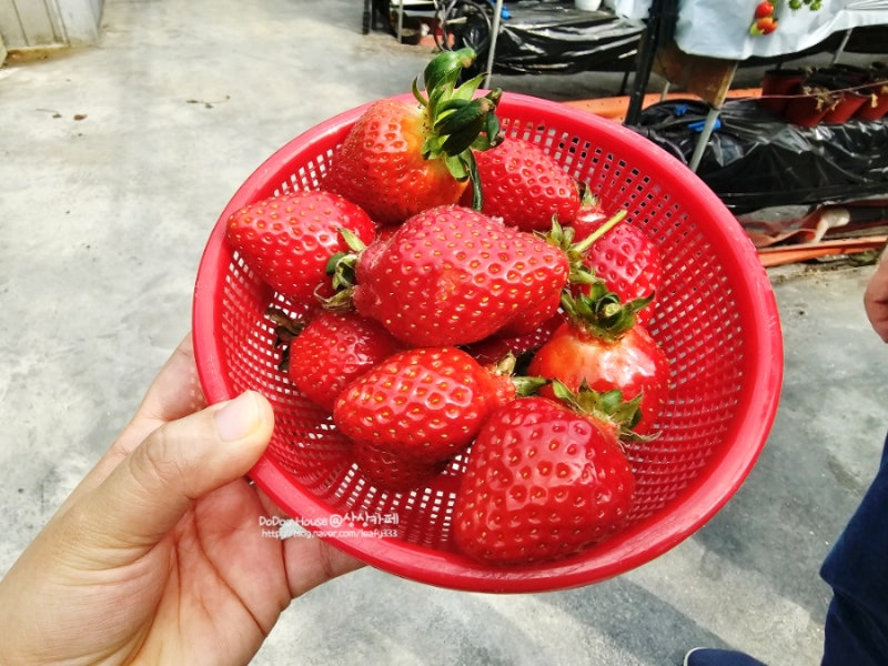 파주 일산 딸기체험 농장 햇살딸기농원 네이버 블로그
