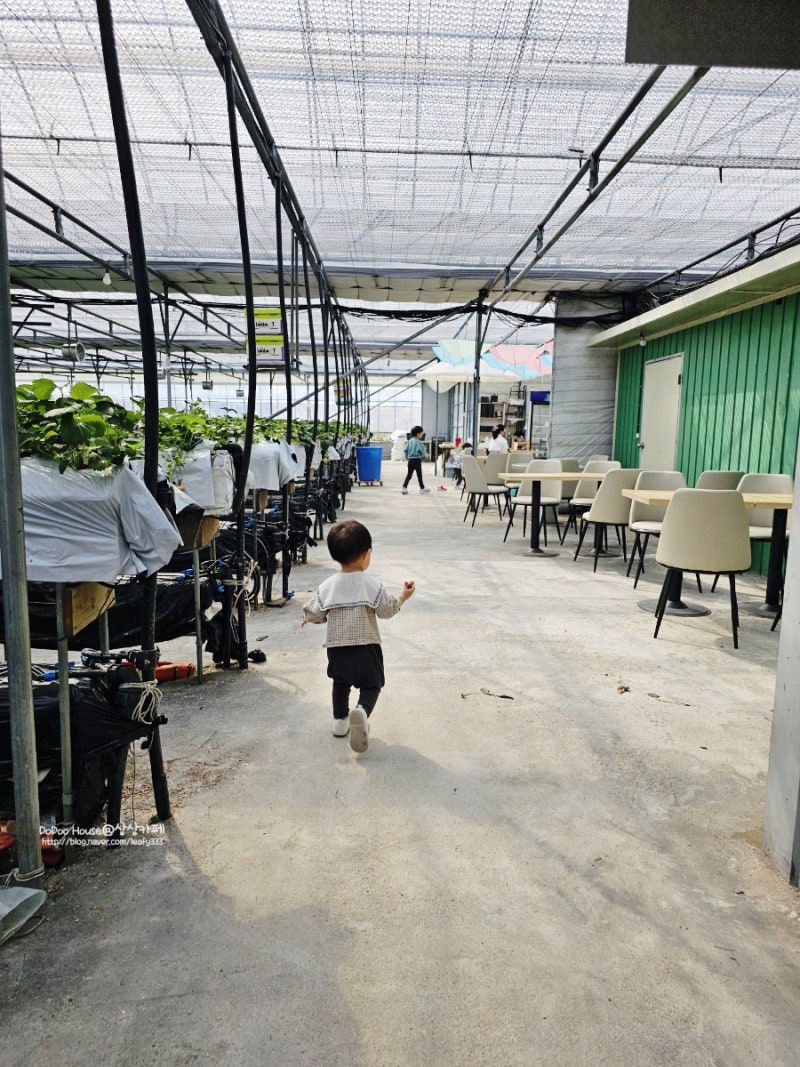파주 일산 딸기체험 농장 햇살딸기농원 네이버 블로그