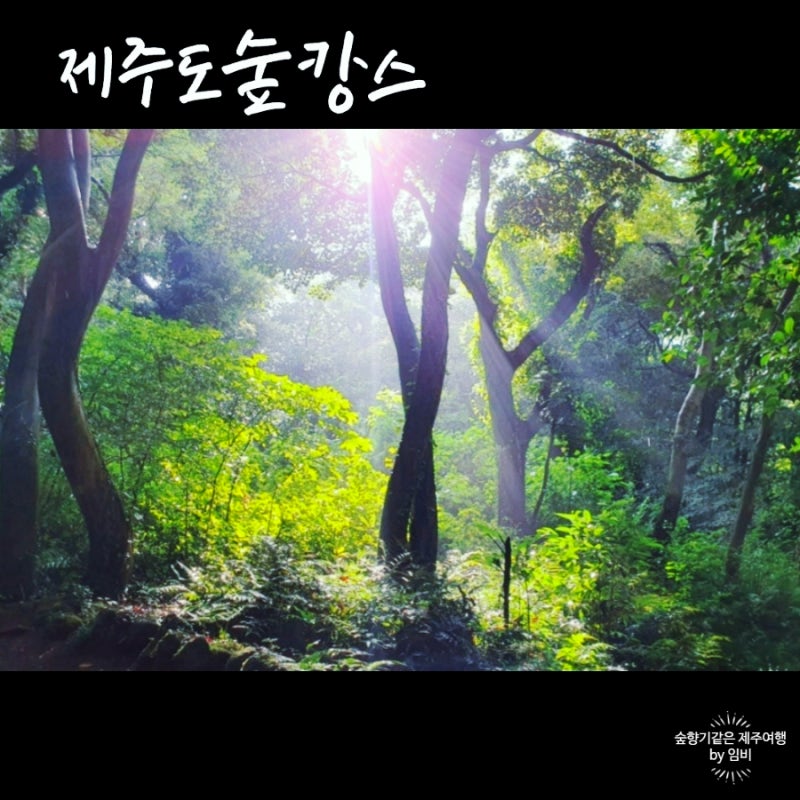 제주 숲길 사려니숲길 비자림 숲캉스 제주도숲 추천 네이버 블로그