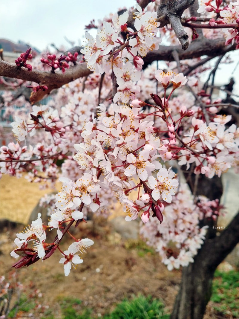 광양매화축제 홍쌍리 청매실 농원 예뻐요 네이버 블로그