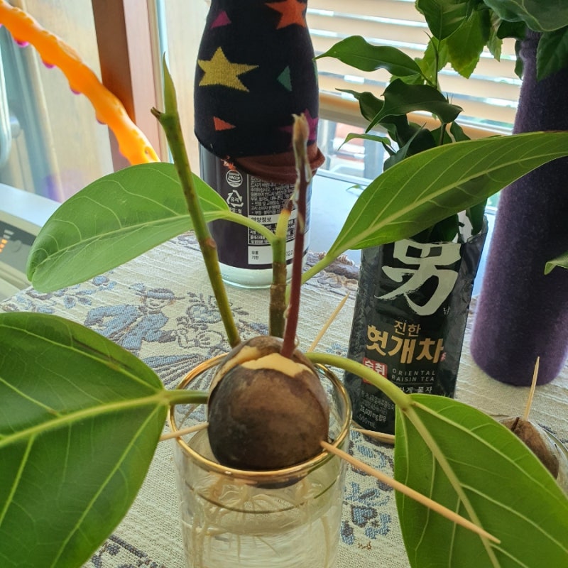 아보카도 씨앗발아 아보카도 나무 키우기 쇼츠 영상 네이버 블로그