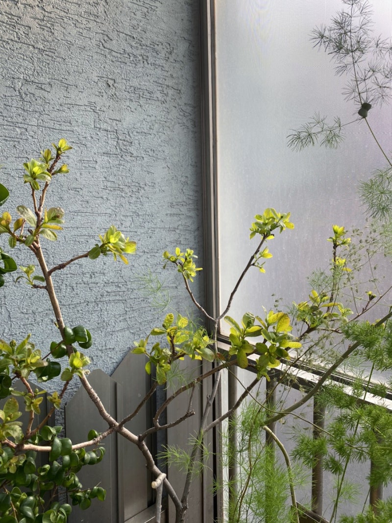 연중행사/봄맞이 식물 재배치 : 네이버 블로그