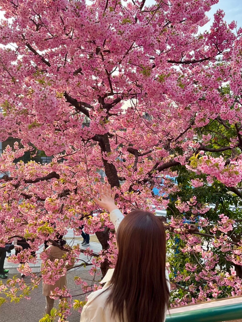 일본 도쿄여행 1 일본벚꽃명소 오다이바해변공원 오다이바 자유의 여신상 일본택시후기거리요금도쿄봄여행코스