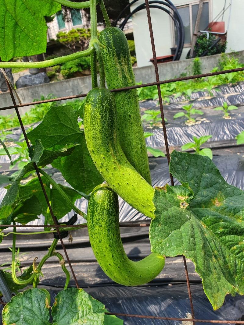 오이 심는시기 파종시기 모종 심기 물주기 순치기 순지르기 오이꽃 오이망 지지대 설치 재배 나무처럼 키우기 방법 네이버 블로그