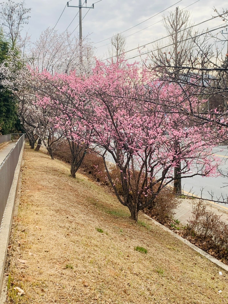 광주 꽃구경 하기 좋은 곳 국립광주박물관 네이버 블로그