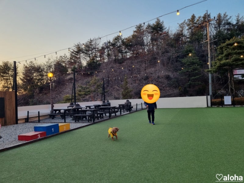 충주 켄싱턴 리조트 애견 동반 디럭스 매직 펫 룸 숙박 후기 네이버 블로그