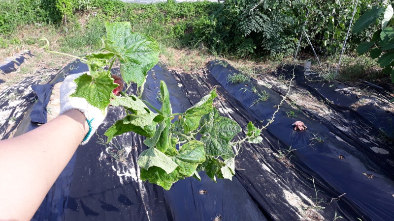 오이 심는시기 파종시기 모종 심기 물주기 순치기 순지르기 오이꽃 오이망 지지대 설치 재배 나무처럼 키우기 방법 네이버 블로그