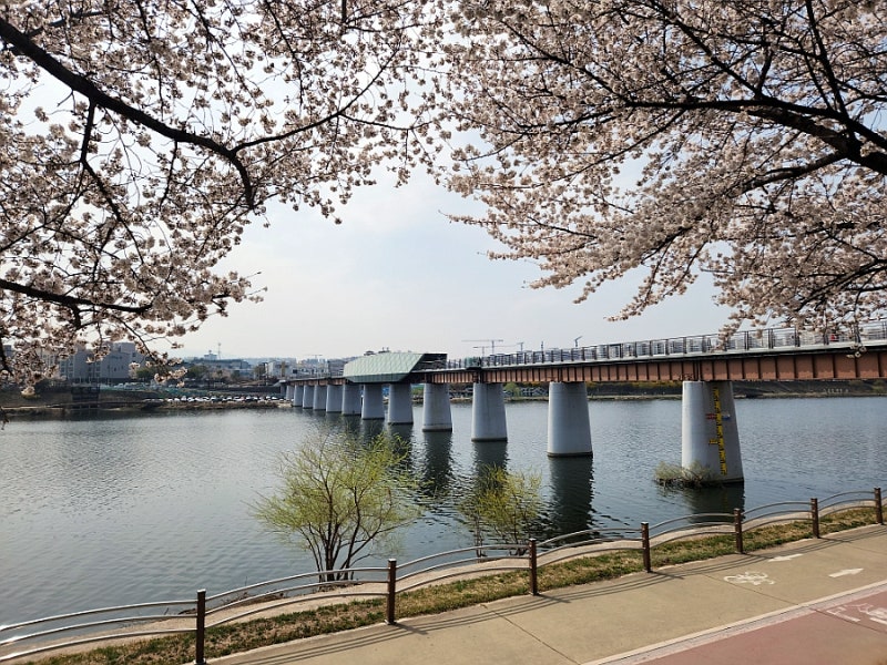 대구 벚꽃 지금 가볼만한 명소 베스트 5곳 Ft 아양기찻길 현재 개화 상황 네이버 블로그