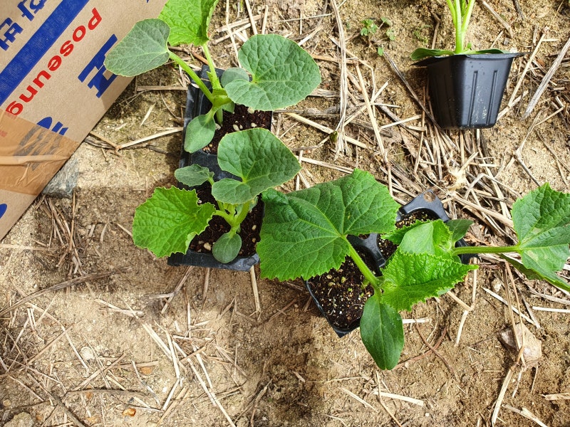 오이 심는시기 파종시기 모종 심기 물주기 순치기 순지르기 오이꽃 오이망 지지대 설치 재배 나무처럼 키우기 방법 네이버 블로그