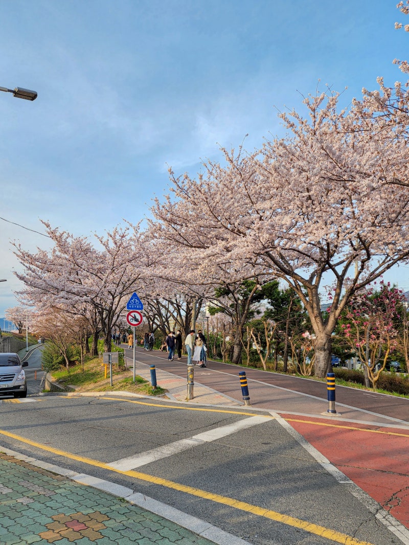 온천천 포함 부산 벚꽃 명소 볼거리 부산 여행코스 추천 네이버 블로그