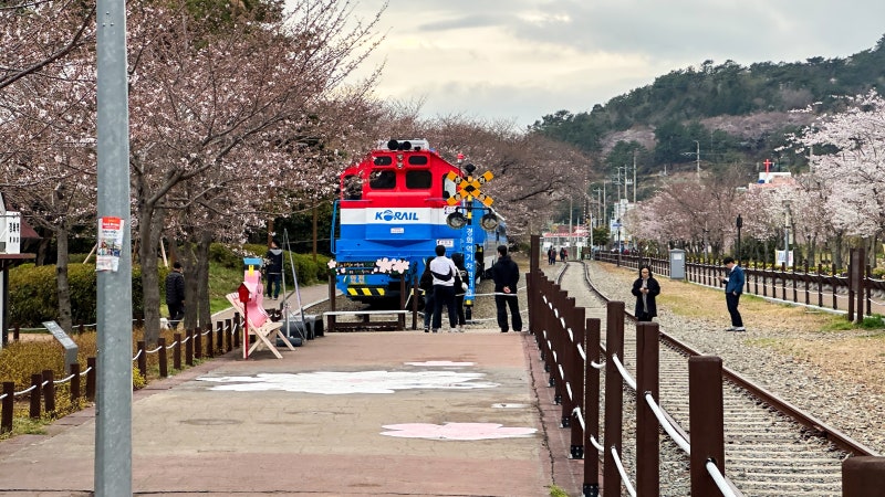 진해 군항제 벚꽃축제 경화역 여좌천 로망스다리 개화상황 230323 네이버 블로그