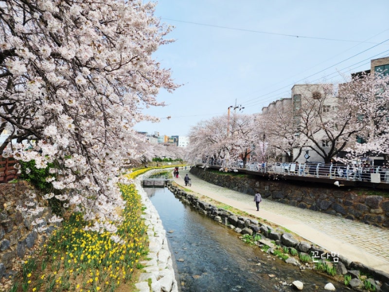 울산 벚꽃 개화 궁거랑 무거천 삼호복개천 예쁜꽃구경하기 네이버 블로그