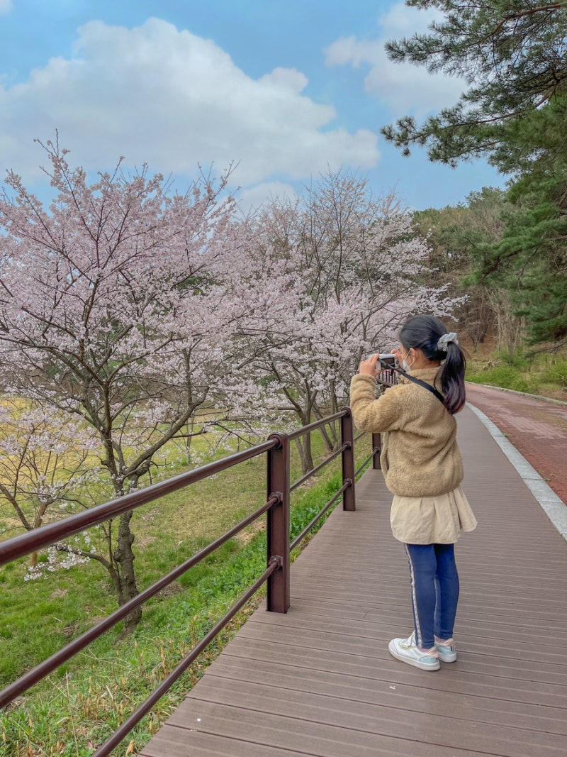 경주 벚꽃명소 흥무공원 김유신 장군길과 대릉원돌담길 만개했어요 네이버 블로그