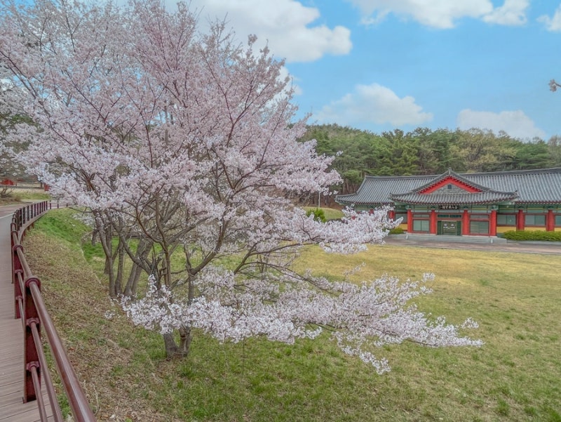 경주 벚꽃명소 흥무공원 김유신 장군길과 대릉원돌담길 만개했어요 네이버 블로그