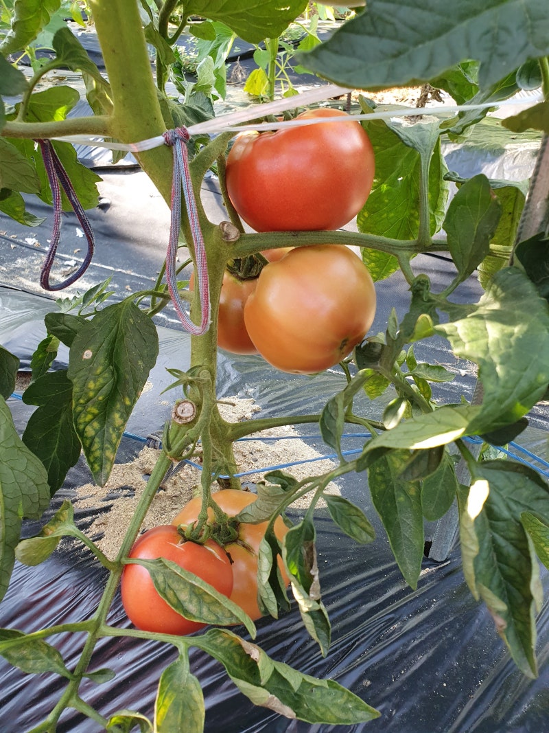 토마토 키우기 모종 심는시기 심기 심는법 토마토꽃 물주기 지지대 가지치기 순지르기 흑토마토 기르기 재배 방법 네이버 블로그