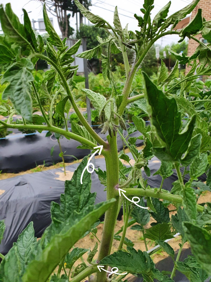 토마토 키우기 모종 심는시기 심기 심는법 토마토꽃 물주기 지지대 가지치기 순지르기 흑토마토 기르기 재배 방법 네이버 블로그