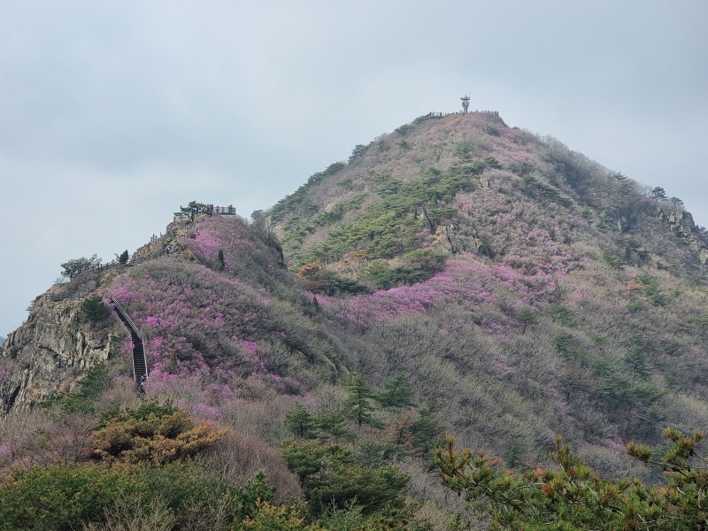 여수 영취산 등산 코스 진달래 축제 돌고개 주차장 흥국사 네이버 블로그