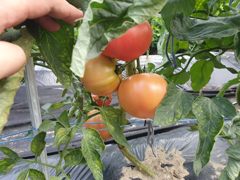 토마토 키우기 모종 심는시기 심기 심는법 토마토꽃 물주기 지지대 가지치기 순지르기 흑토마토 기르기 재배 방법 네이버 블로그