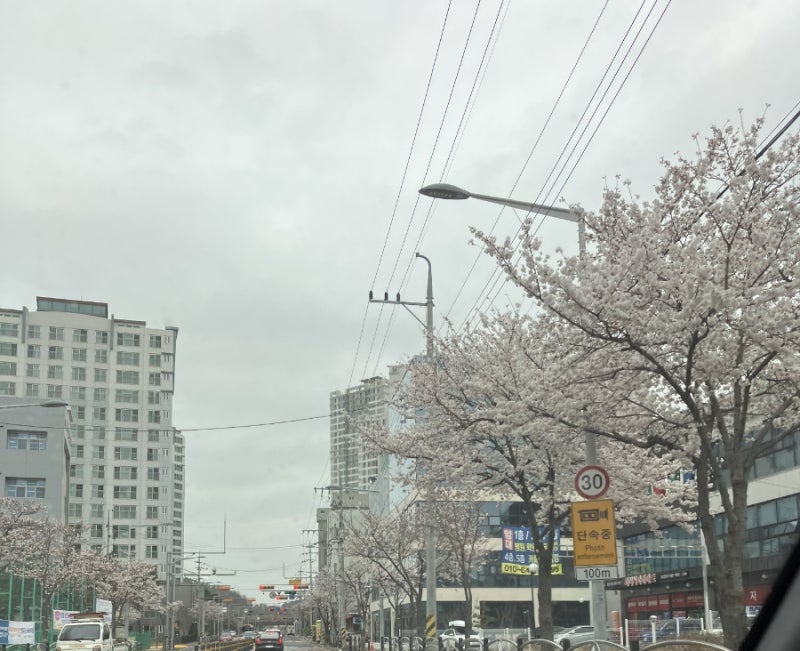 여의도 벚꽃 축제 주차 개화 상황 서울 아기랑갈만한곳 윤중로 벚꽃길 가족 나들이 네이버 블로그