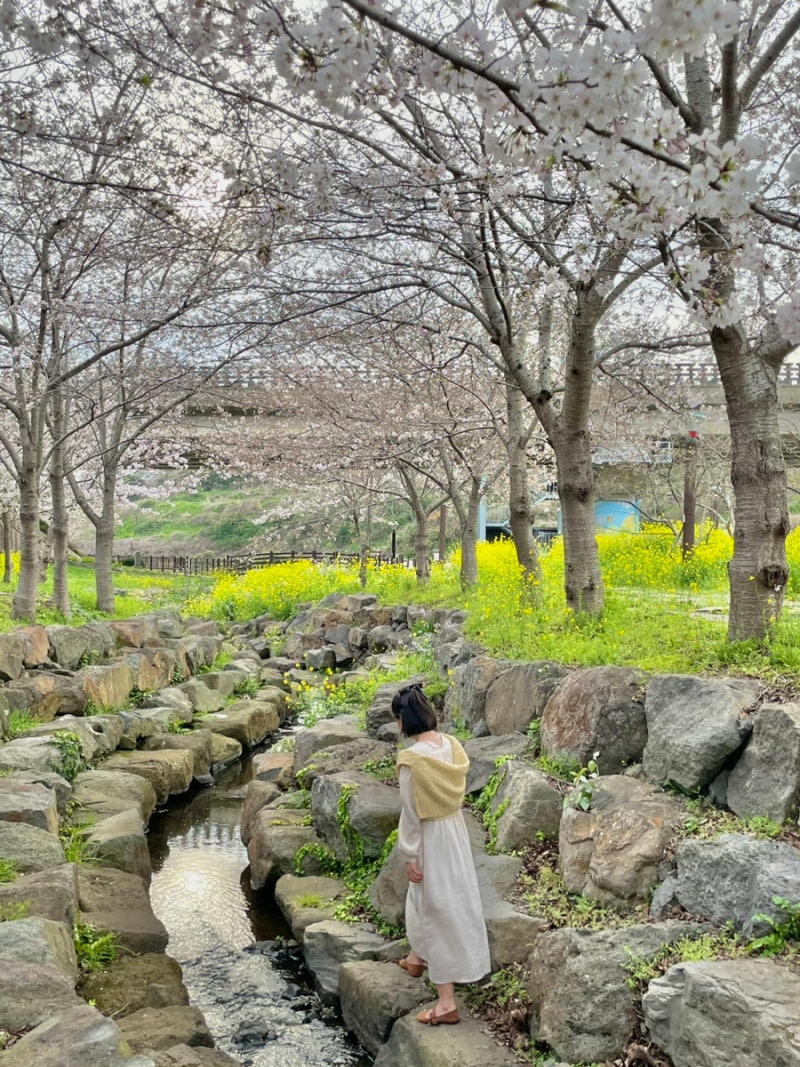 예래생태공원 제주 벚꽃 명소 유채꽃까지 한번에 네이버 블로그