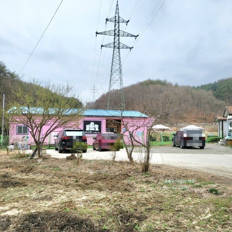 강아지 동반 식당 강릉 개스토랑 애견동반 식당 추천 네이버 블로그