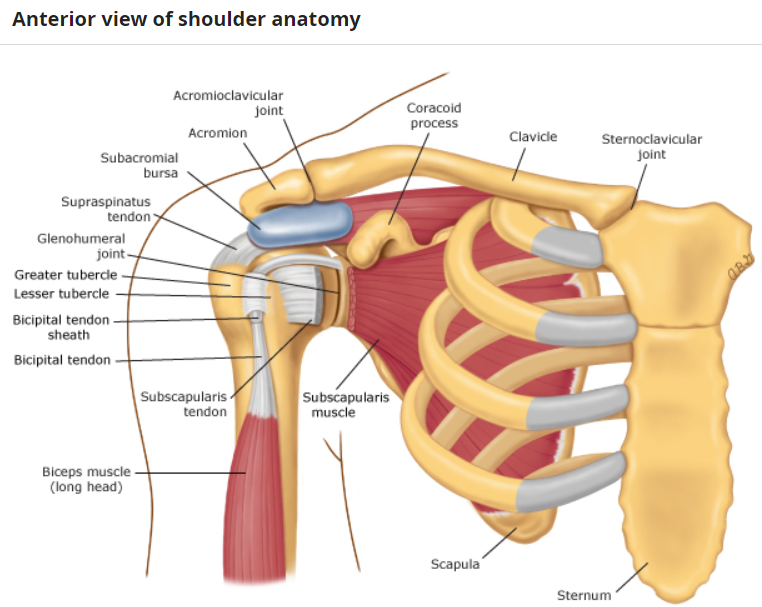 AC seperation (Acromioclavicular joint injury, 견봉 쇄골 관절 손상) : 네이버 블로그