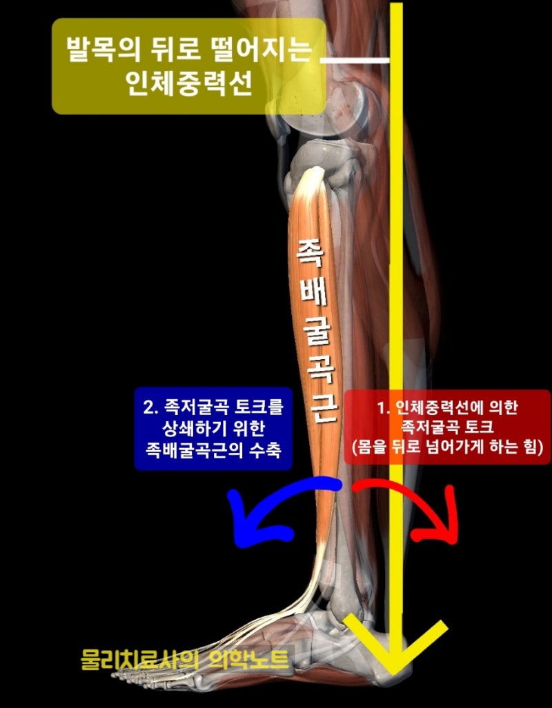 정강이 통증shin Splint 원인 전경골근앞정강근 Tibialis Anterior 긴장 네이버 블로그