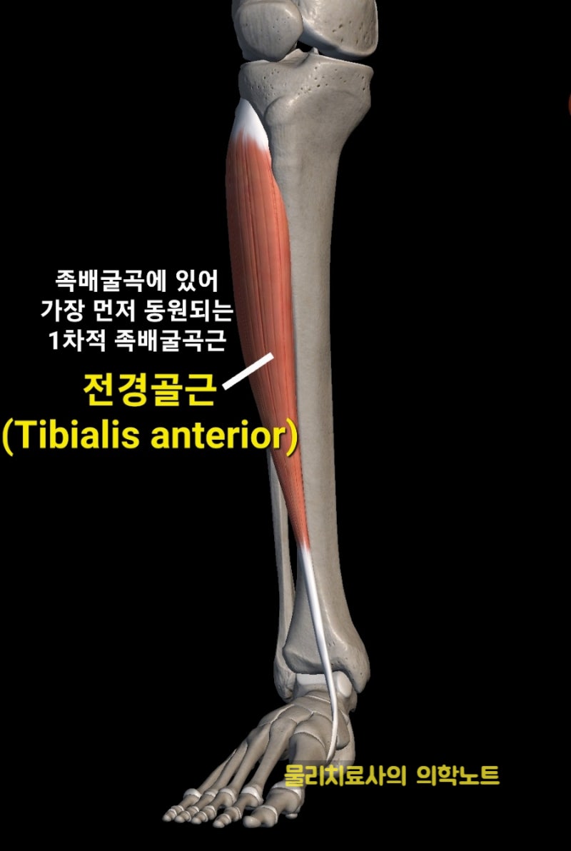 정강이 통증shin Splint 원인 전경골근앞정강근 Tibialis Anterior 긴장 네이버 블로그