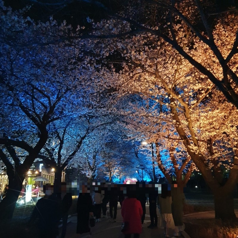 부산근교 울산 벚꽃 명소 벚꽃 개화현황 야간 벚꽃길도 추천 네이버 블로그
