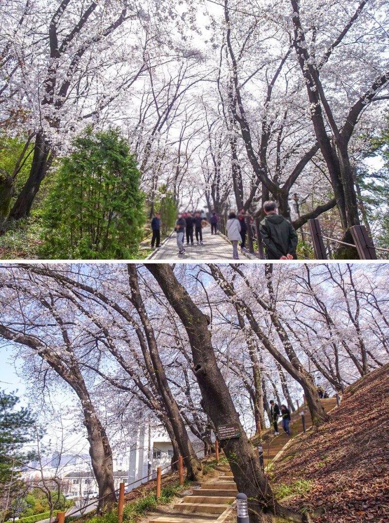 대전 벚꽃 테미공원 테미오래 벚꽃 만개테미봄축제 네이버 블로그