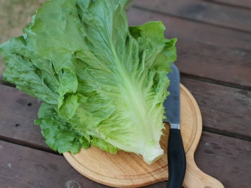아삭 바삭한식감과 진한단맛 최고예요 껍질을까면서 한장한장 아까운 상추랍니다 ♡♡자이언트크런치상추 13000원 네이버 블로그