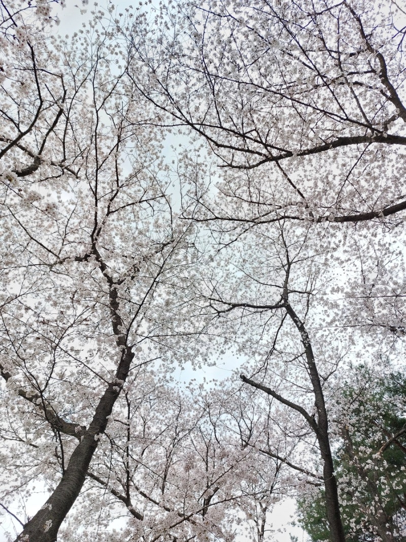 경주 벚꽃 명소 김유신장군묘 아이와 역사나들이 네이버 블로그