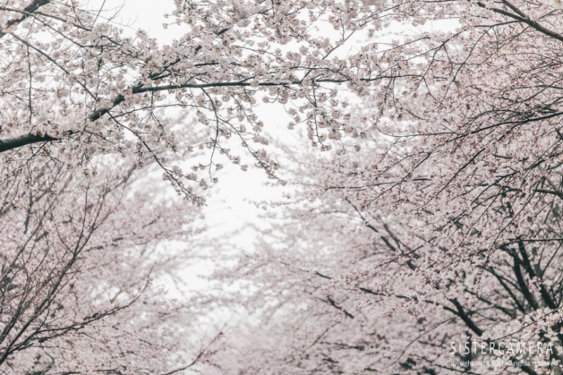 경남 진주 벚꽃 명소 월아산 숲속의 진주 아이와 가볼만한곳 네이버 블로그