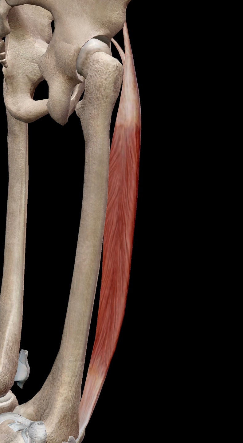 해부학 근육 공부 대퇴사두근군 넙다리네갈래근군 Quadriceps Femoris Group 대퇴직근 넙다리곧은근