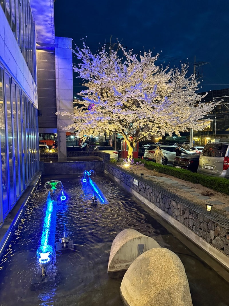 수성못 벚꽃 있는 수성못맛집 마루막창 대구수성못점 네이버 블로그