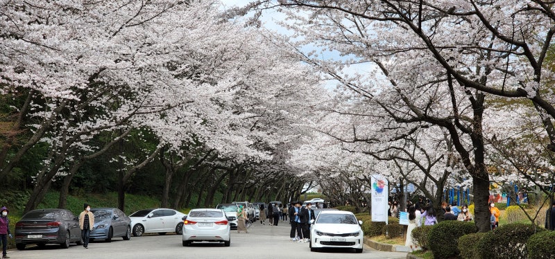 광주 벚꽃 명소 종결판13곳을 꽉꽉 모았어요 네이버 블로그