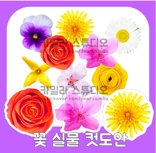 카밀라♥ 봄꽃 실물 컷도안 모음 봄 환경구성 자료모음 봄환경구성 진달래컷도안 개나리컷도안 벚꽃컷도안 봄꽃컷도안