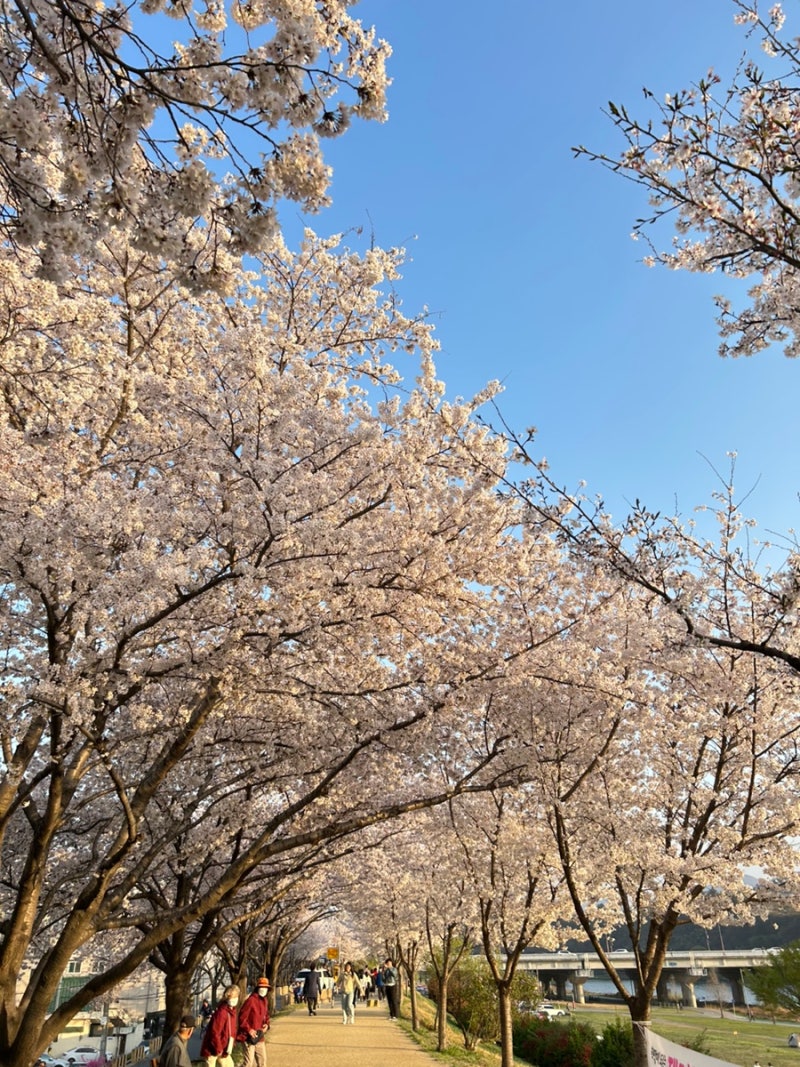 대구 까지 벚꽃터널 벚꽃개화 벚꽃길 걸어보기 개화현재상황 네이버 블로그