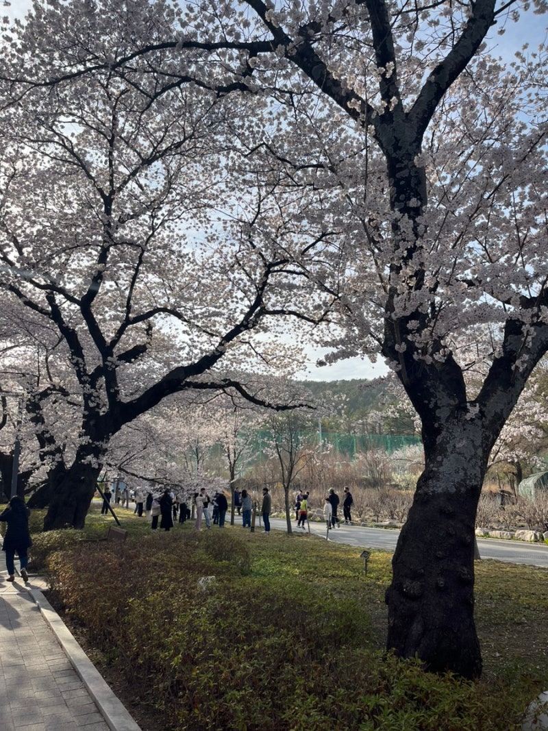 울산 언양 작천정 벚꽃 길 푸드트럭도 있어요 네이버 블로그