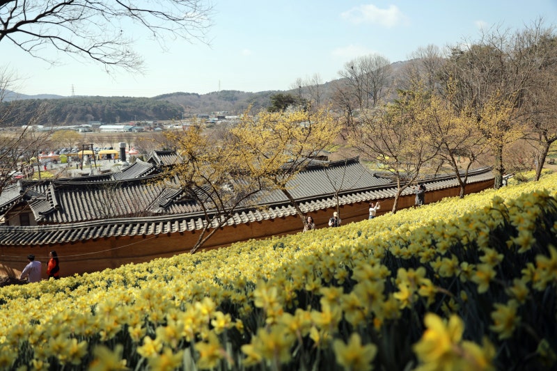 서산 미스터션샤인 촬영지 유기방가옥 수선화축제 드론 뷰 네이버 블로그