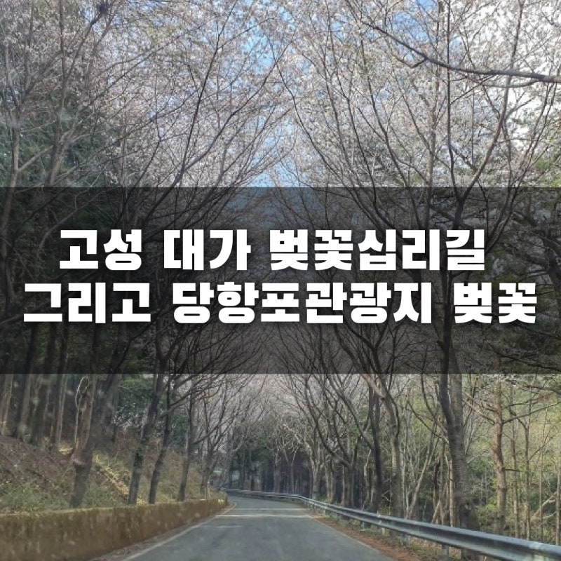 드라이브하기 좋은 고성 벚꽃십리길 그리고 당항포 관광지 벚꽃 네이버 블로그